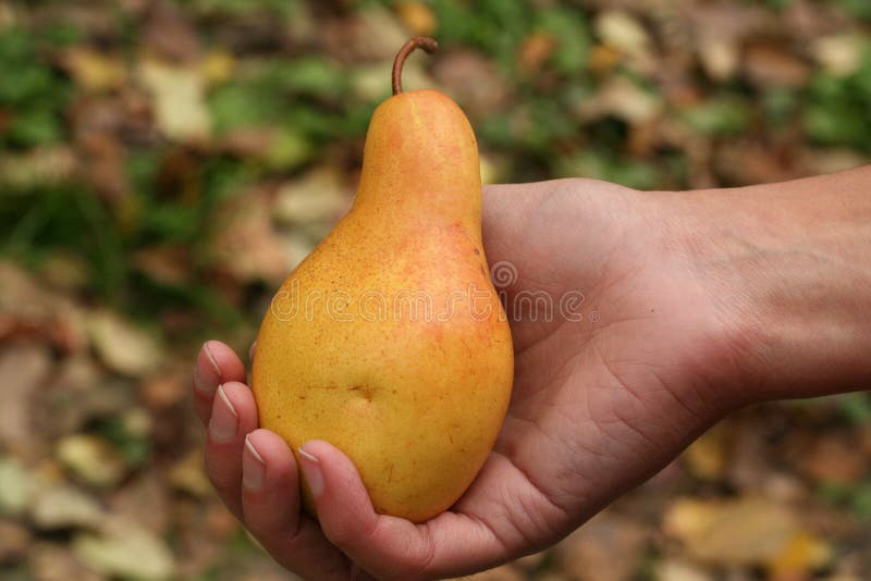 Big pear stock image. Image of hand, garden, harvest - 16555907
