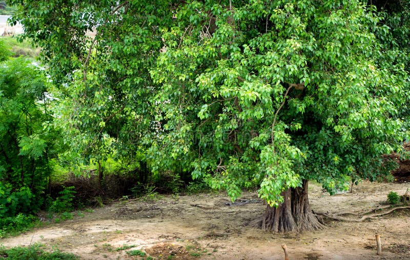 This is a big peepal tree. stock image. Image of forest - 142275969