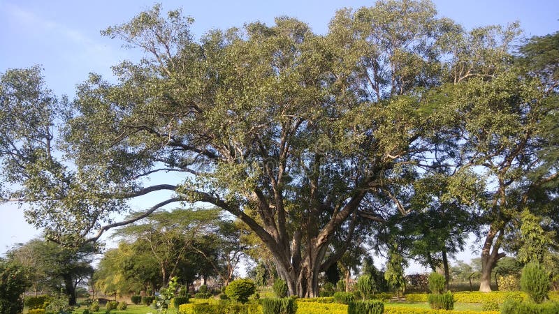 Big Peepal or Sacred Fig Tree in an Old Garden Stock Photo - Image of ...