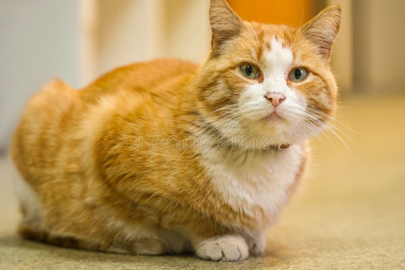 Big pensive ginger cat stock photo. Image of staring - 132325476