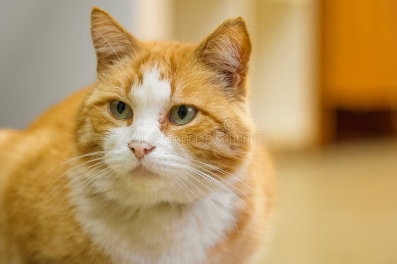 Big pensive ginger cat stock image. Image of animal - 132325553