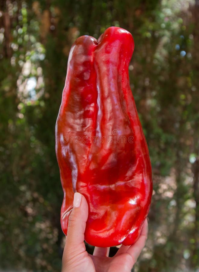 Big Pepper on a Background of Leaves Stock Image - Image of fresh ...