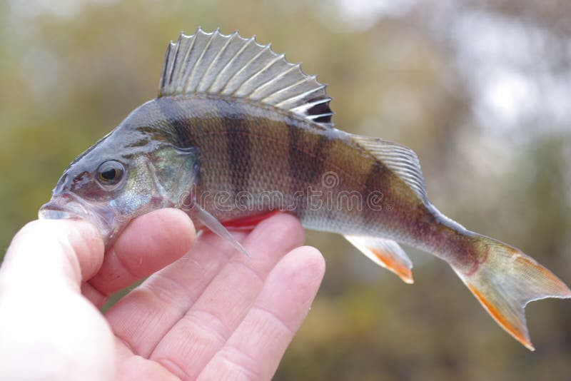 Big perch stock image. Image of freshwater, green, hand - 103605549