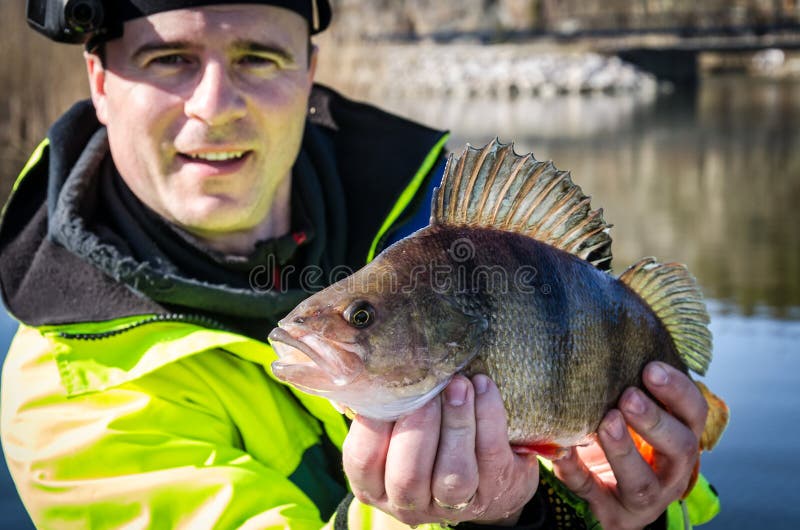 Perch Fishing Northern Fish Stock Photo - Image of fluviatilis, fishing ...