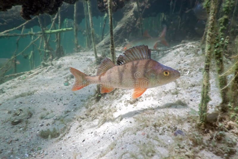 Big perch in the lake stock photo. Image of plant, flora - 20895840