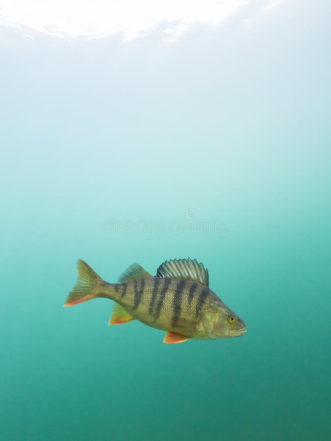 Big Perch Swimming in Clear Water Stock Photo - Image of water, striped ...