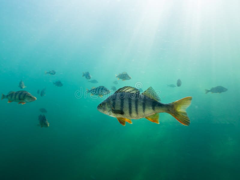 Big Perch Swimming Underwater with School of Fish in the Background ...