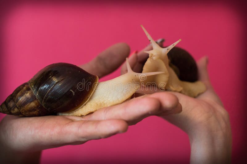 Big pet snails stock photo. Image of palm, suur, snails - 86245696