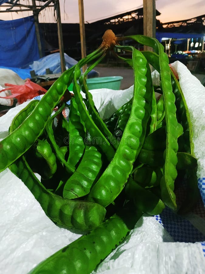 Big petai from Indonesia stock image. Image of cuisine - 263722031