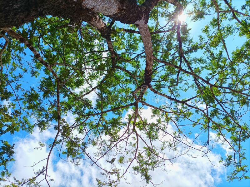 Big Petai Tree Stock Photos - Free & Royalty-Free Stock Photos from ...