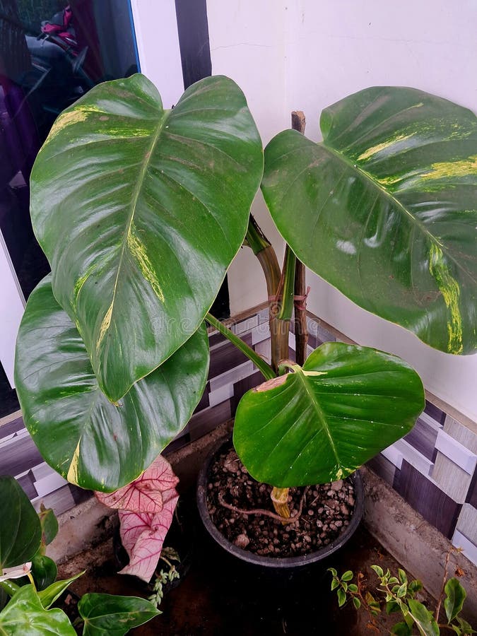 Philodendron Rugosum Stock Photos - Free & Royalty-Free Stock Photos ...