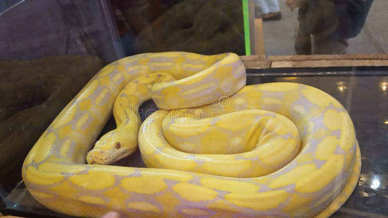 Big phyton snake stock photo. Image of phyton, snack - 262091044