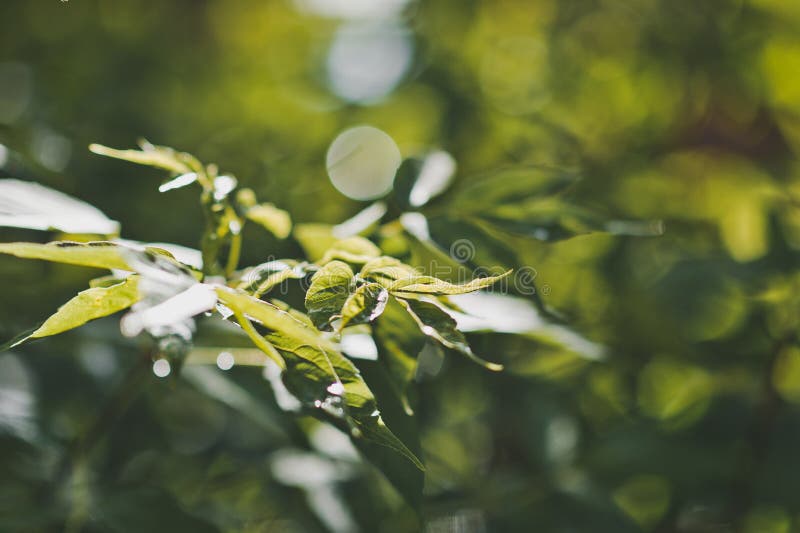 Green Triangular Leaves 8291. Stock Image - Image of long, bush: 108531409