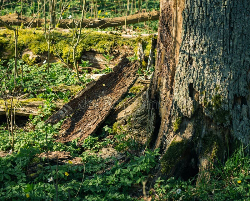 A Big Piece of Bark Ripped of a Tree Trunk in a Spring Forest in ...