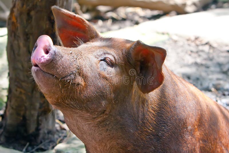 The big pig stock photo. Image of wildlife, pork, meat - 18133560