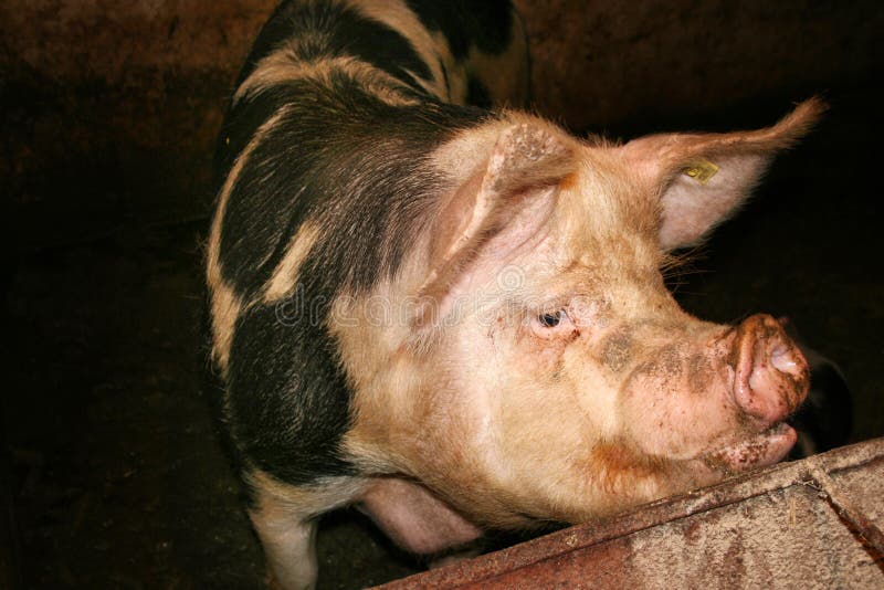 Big pig stock image. Image of head, farm, domestic, swine - 22876439