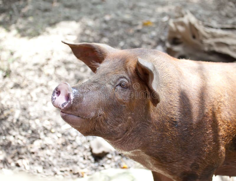 The big pig stock photo. Image of closeup, bacon, smell - 29468906