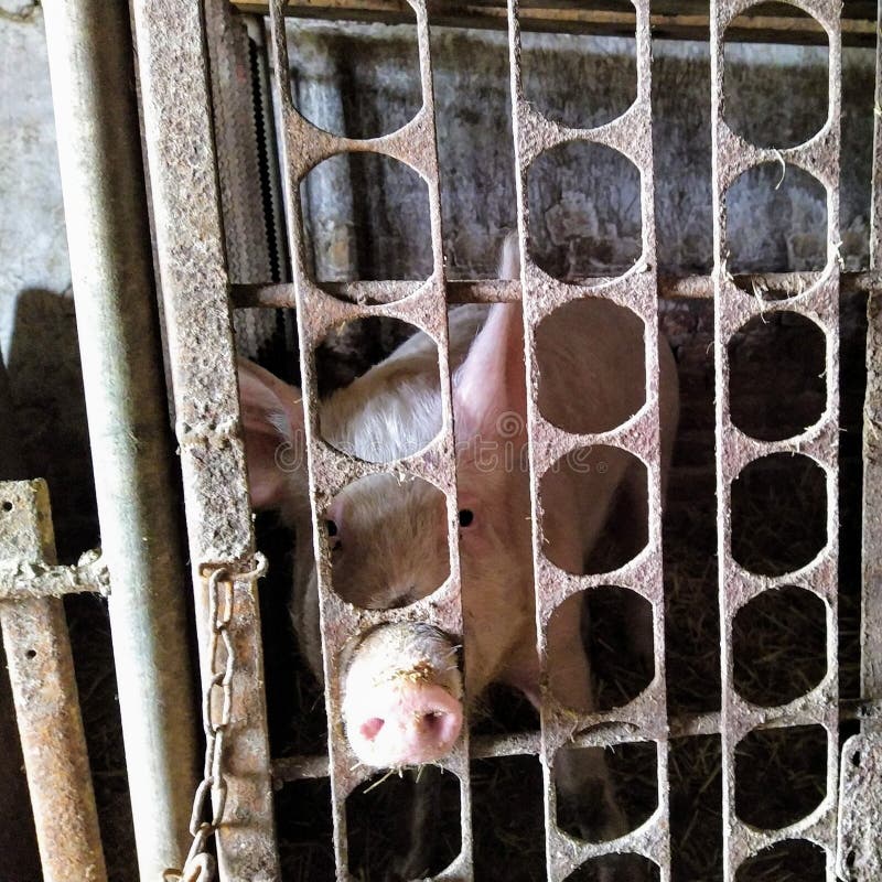 Big pig in cage on farm stock image. Image of piglet - 182454855