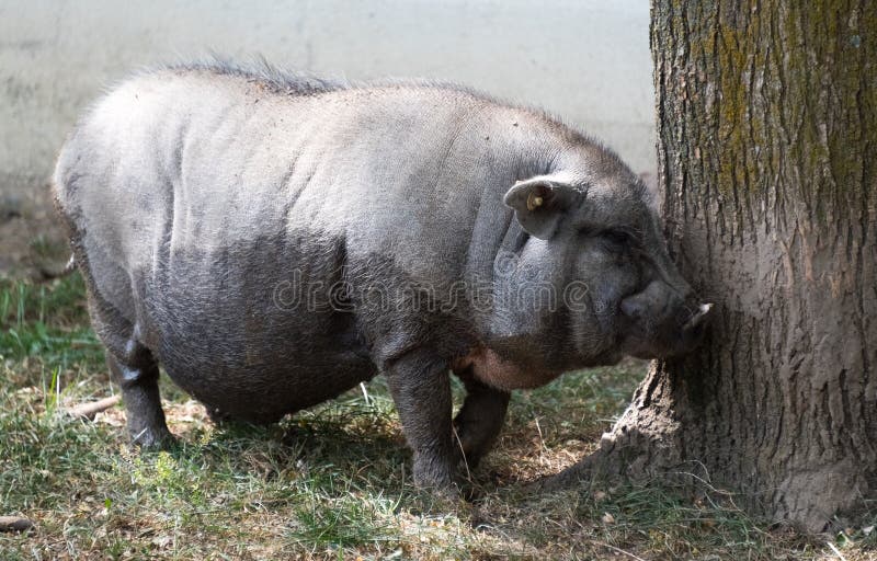 Big Pig on a Country Safari Farm Stock Photo - Image of huge, black ...