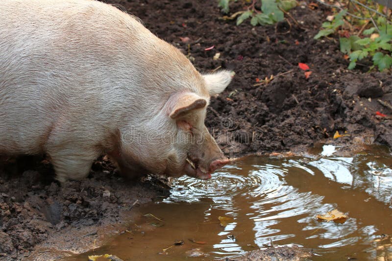 Large White Pig Roaming through the Mud in Its Pasture Stock Image ...