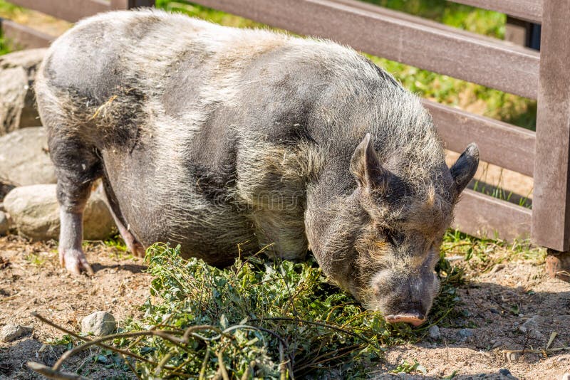 Big Pig Eats Green Branches Stock Image - Image of dirty, animal: 104949915