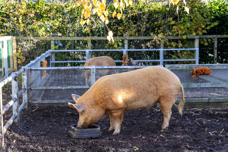 Big pig on the farm. stock image. Image of nside, wildlife - 169333889