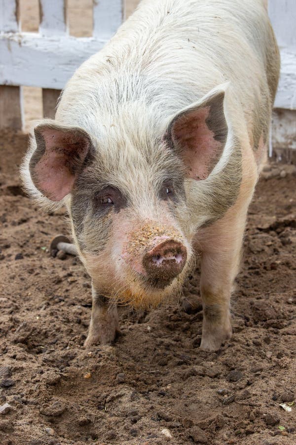 Big pig on the farm stock photo. Image of closeup, single - 260988000