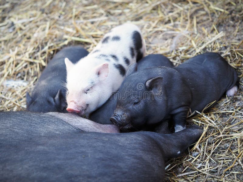 Big Pig Feeds Little Piglets with Breast Milk Stock Photo - Image of ...