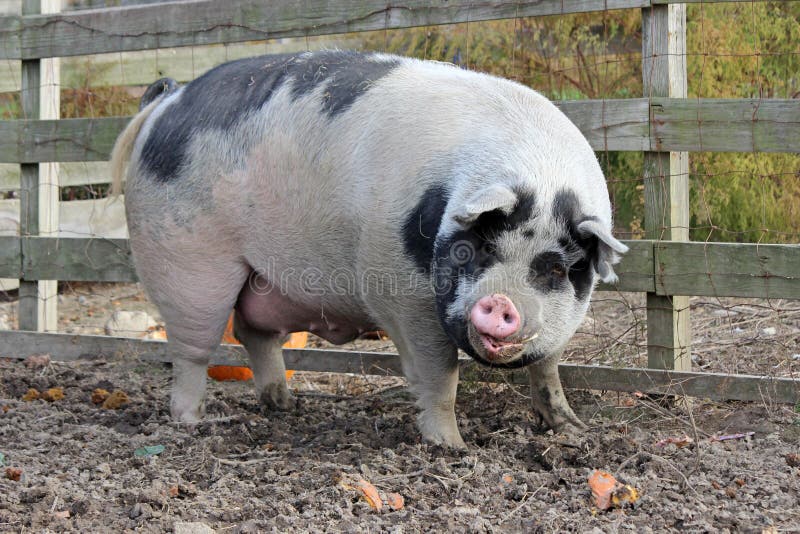 Big Pig stock image. Image of pork, looking, agriculture - 61725437