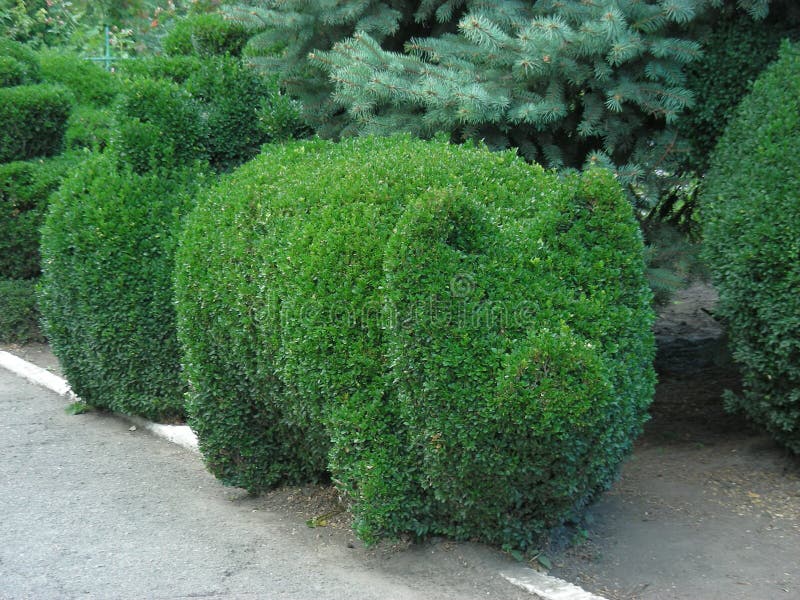 Big Pig Shot Out of a Bush in the Park Stock Image - Image of nature ...