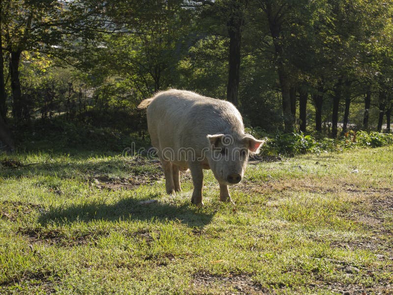 Big Pig Standing on a Grass Lawn Stock Photo - Image of livestock, pink ...