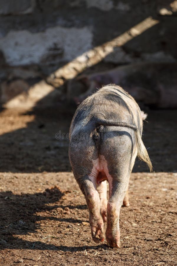 Big Pig Walks in Paddock. Livestock Farm. View from Back Stock Photo ...