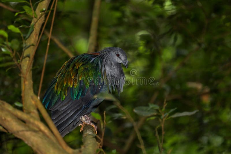 The Big Pigeon Bird is Rest in the Garden Stock Image - Image of perch ...