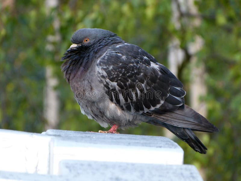 A big pigeon stock image. Image of stand, feather, full - 93969957