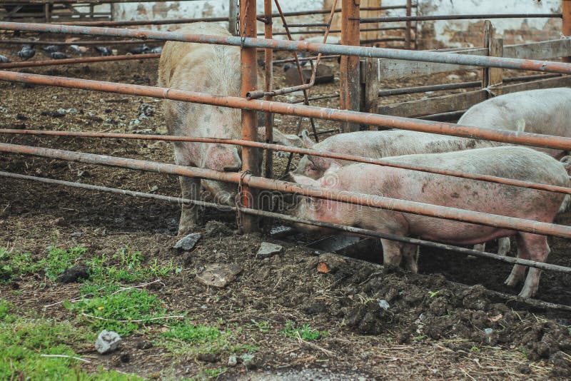 Pigs in cages stock photo. Image of snout, farming, gate - 21952898
