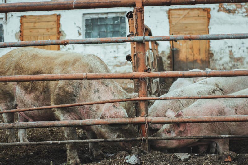 Pigs in corrals stock image. Image of live, pens, grass - 174667827