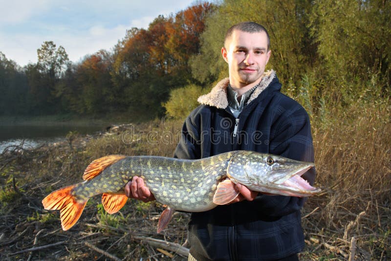 Fisherman Poses with Northern Pike Fish Stock Photo - Image of fall ...