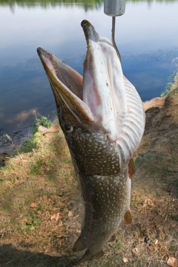 Big pike stock image. Image of murderer, activities, horror - 3055207