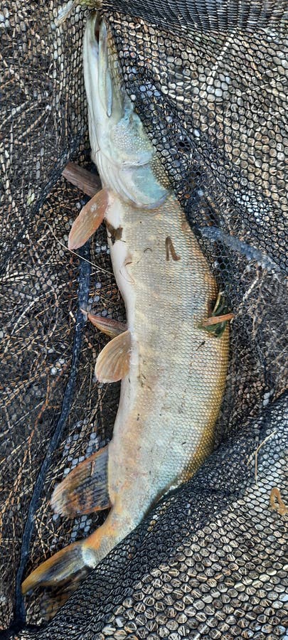 Big pike fish ðŸ Ÿ stock photo. Image of outdor, cuisine - 240627858