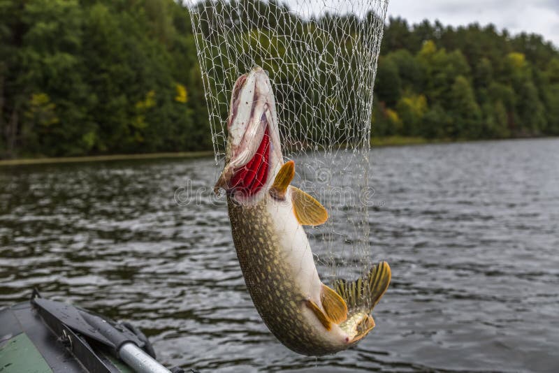 A big pike in the net stock photo. Image of large, nature - 84095790