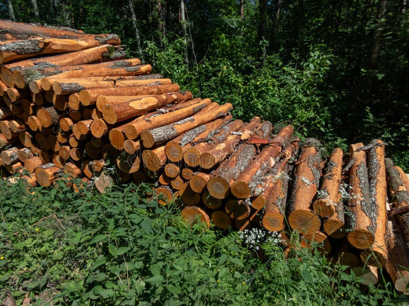 Big Pile of Cut Down Tree Logs Laying on the Ground in a Ditch in the ...