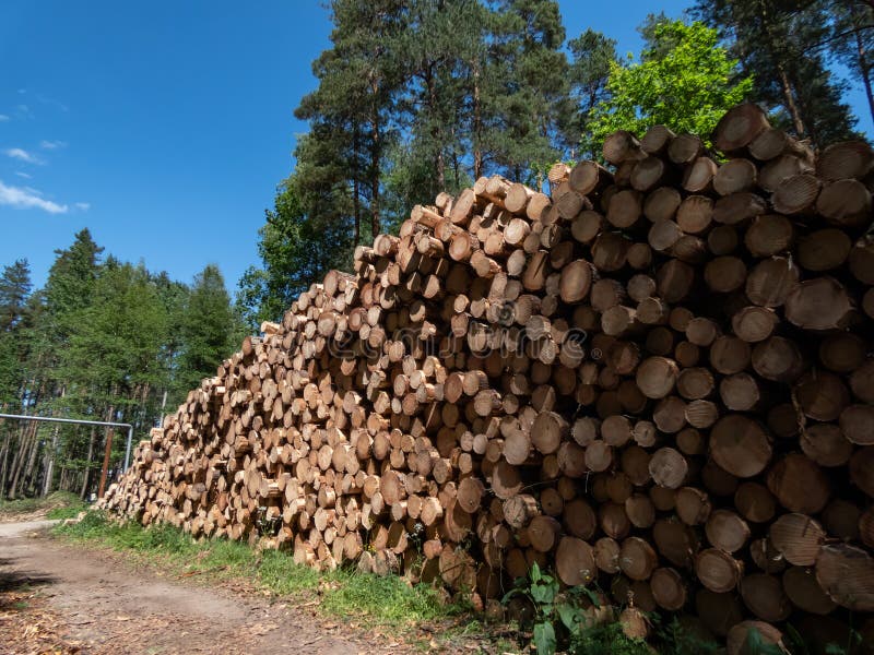 Big Pile of Cut Down Tree Logs Laying on the Ground in the Forest on a ...