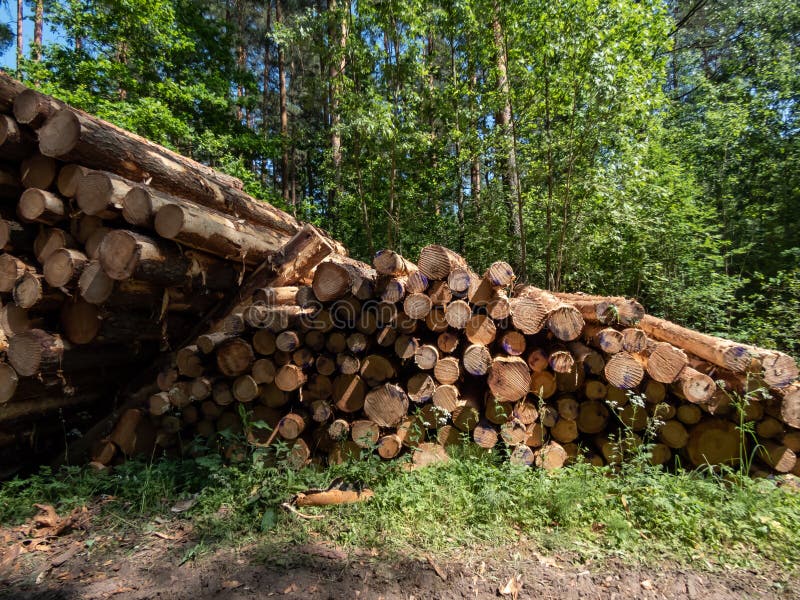 Big Pile of Cut Down Tree Logs Laying on the Ground in the Forest on a ...