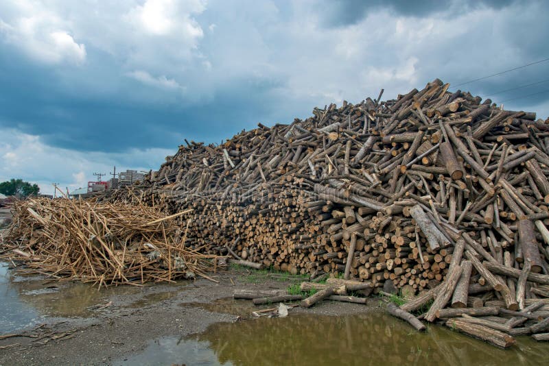 Big Pile of Cut Tree Logs Stacked at the Depot with a Dramatic Cloudy ...