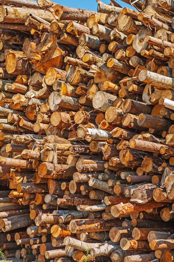 Big Pile of Cutted Tree Trunks Stock Photo - Image of business, energy ...
