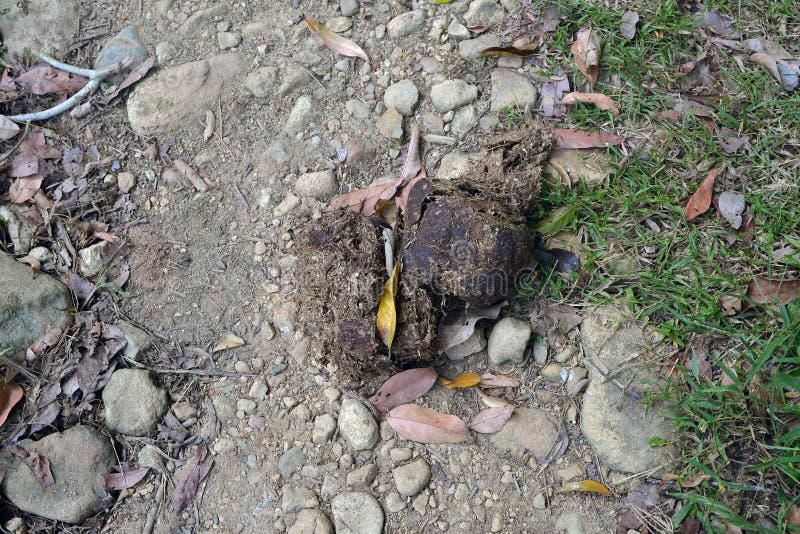 Big Pile of Elephant Shit on the Ground Stock Photo - Image of stool ...
