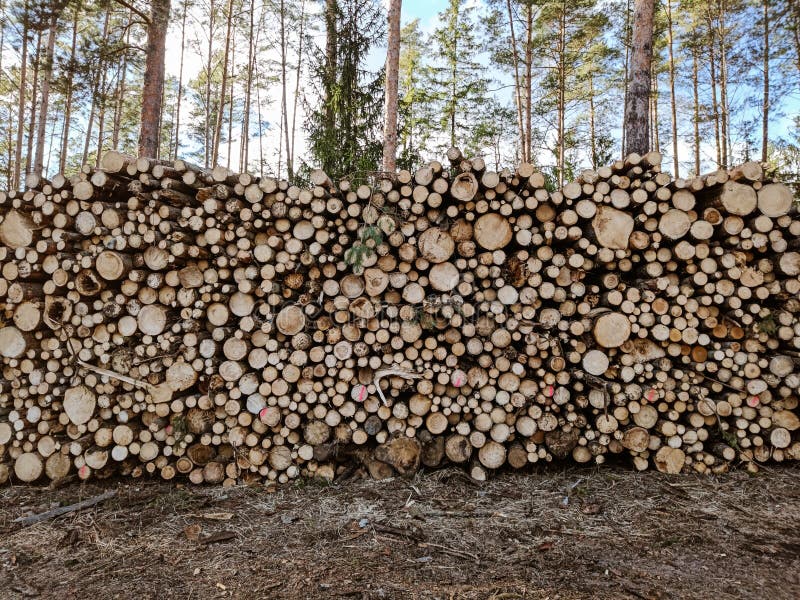 Big Pile of Freshly Cut Logs in a Forest. Massive Deforestation Stock ...
