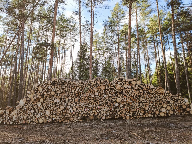Big Pile of Freshly Cut Logs in a Forest. Massive Deforestation Stock ...