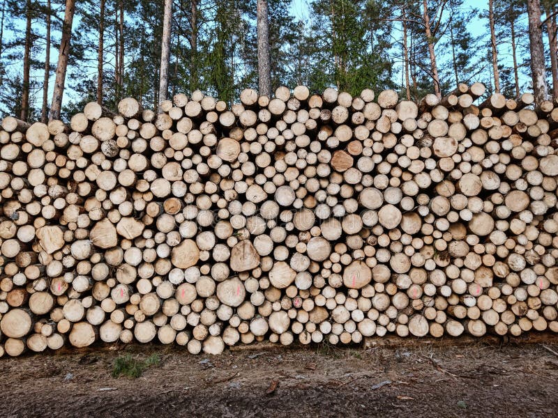 Big Pile of Freshly Cut Logs in a Forest. Massive Deforestation Stock ...