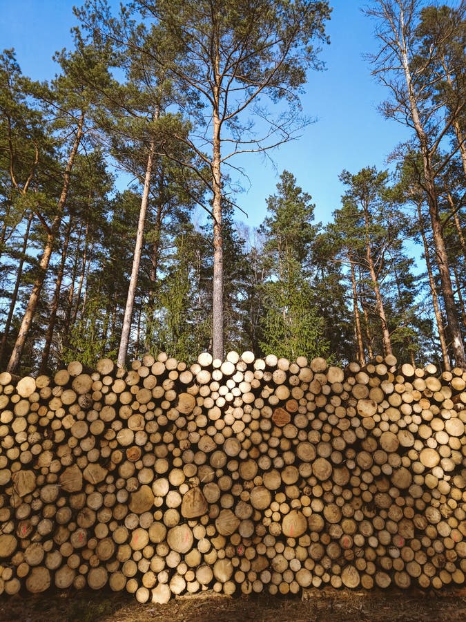 Big Pile of Freshly Cut Logs in a Forest. Massive Deforestation Stock ...